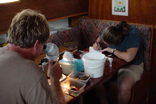 Sydney Sheller Single Issue